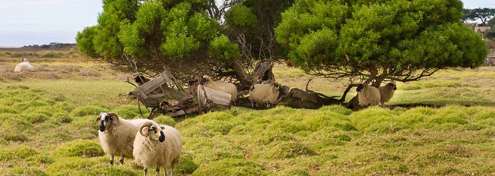 The History of Mission Ranch (Mission Ranch Hotel and Restaurant ...