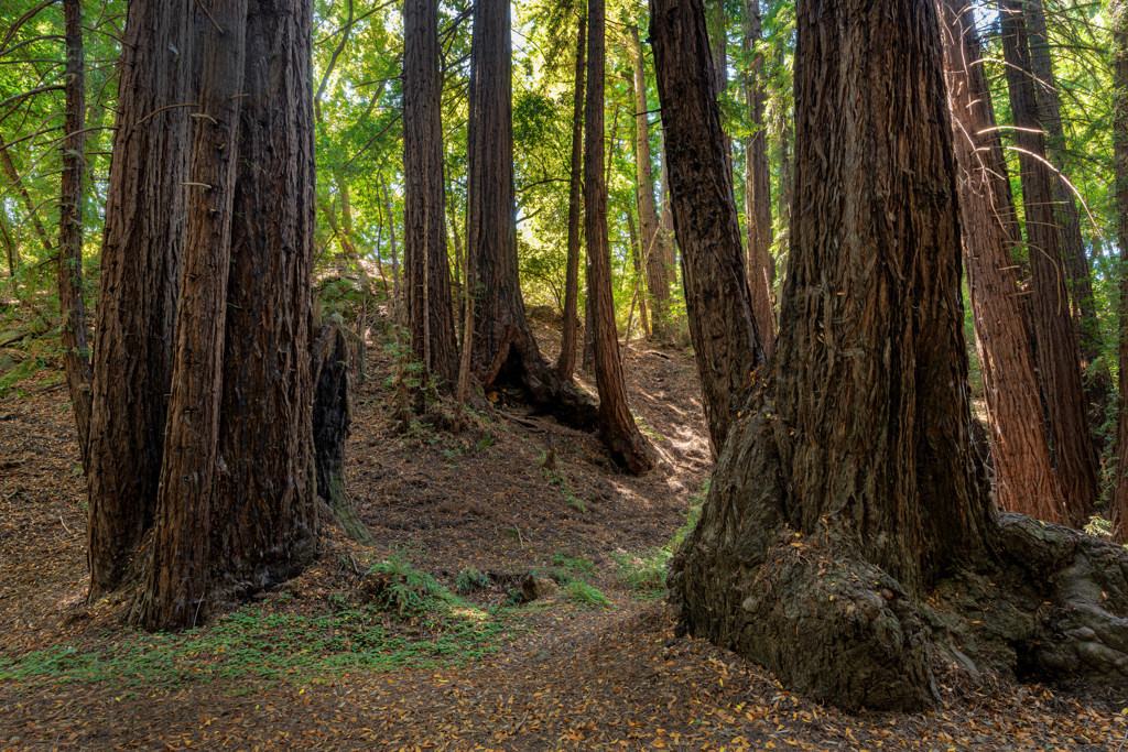 Local Day Hikes in Big Sur California (Big Sur Chamber of Commerce)
