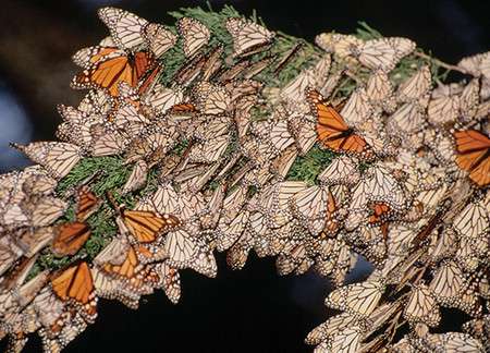 Monarch Butterflies (Big Sur Chamber of Commerce)
